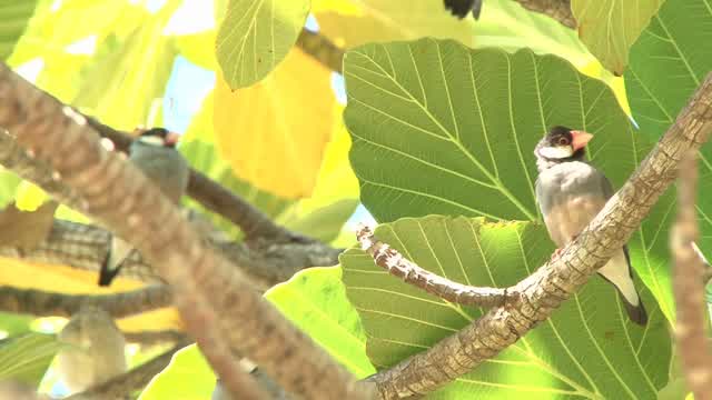 Bird Chirping On A Tree Stock Footage: Royalty-Free Video Clips ...
