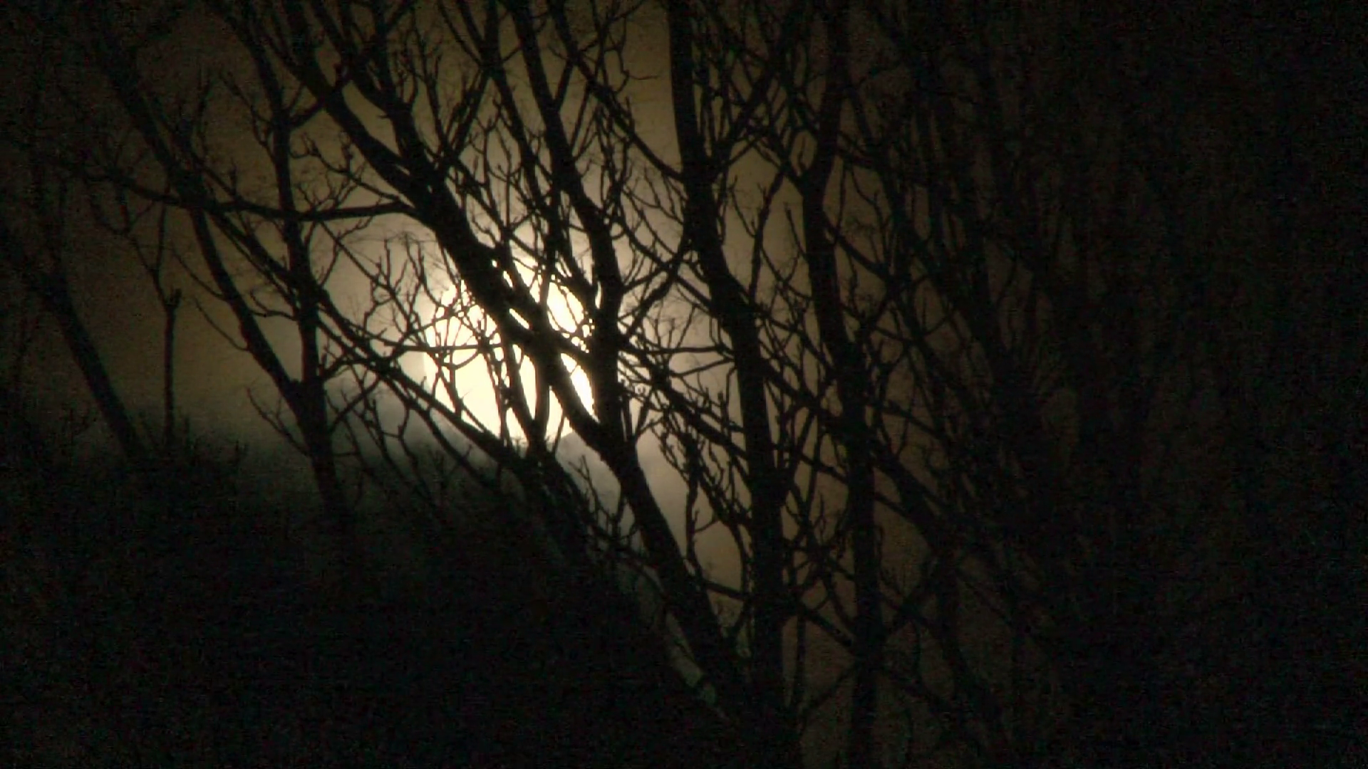 Dark And Scary Night Moon Through Dead Tree Stock Video Footage ...