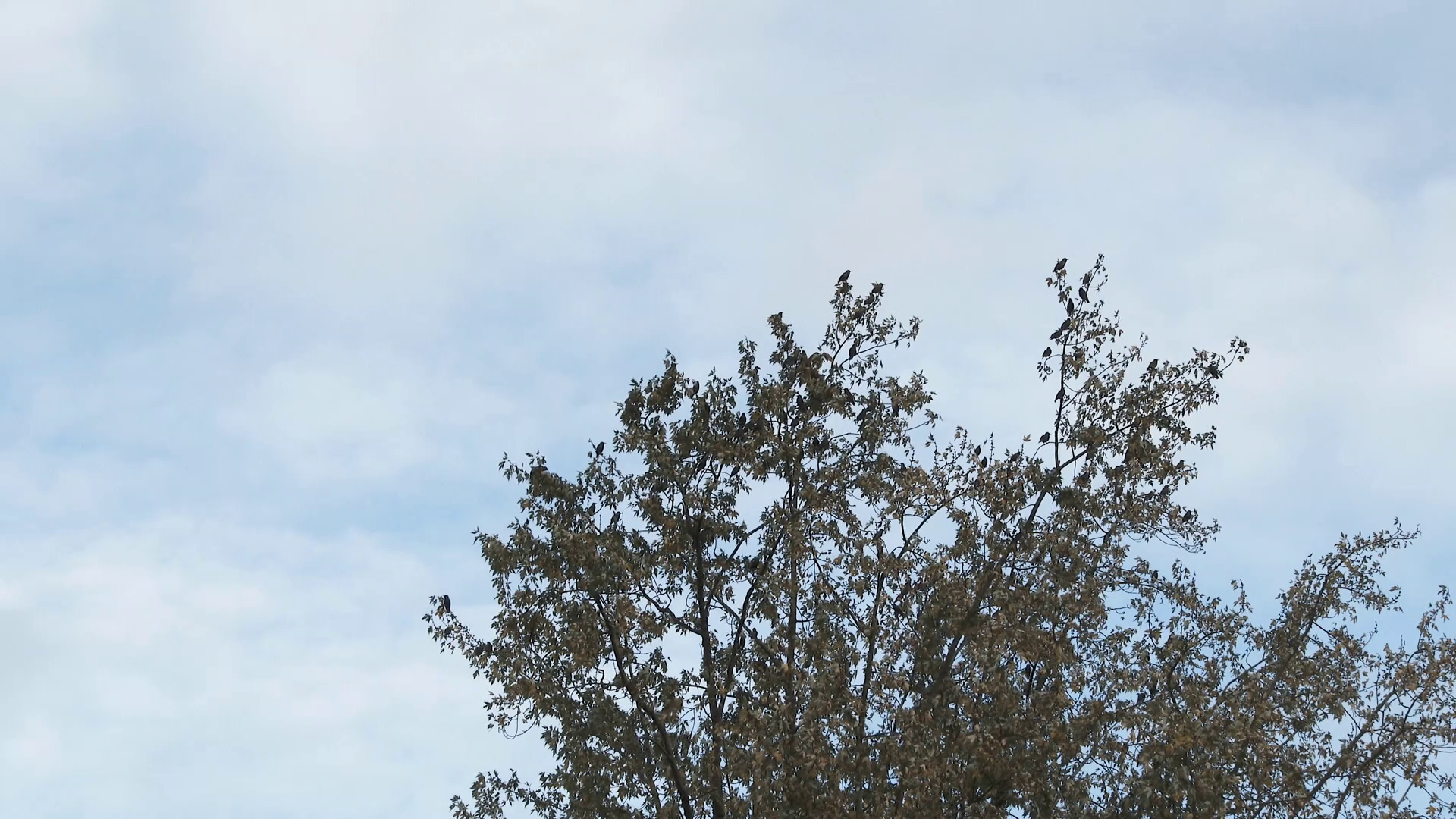 Flock Of Birds Flying From Tree Stock Footage SBV-329017782 - Storyblocks