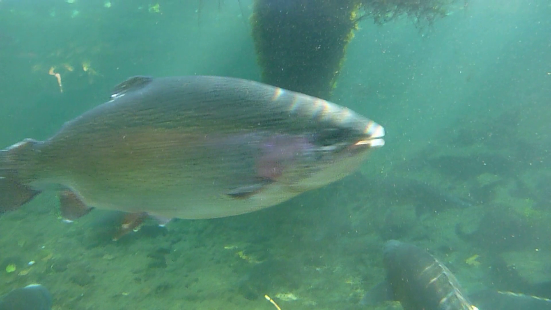 Fresh Water Trout Sturgeon Stock Footage SBV-327217222 - Storyblocks