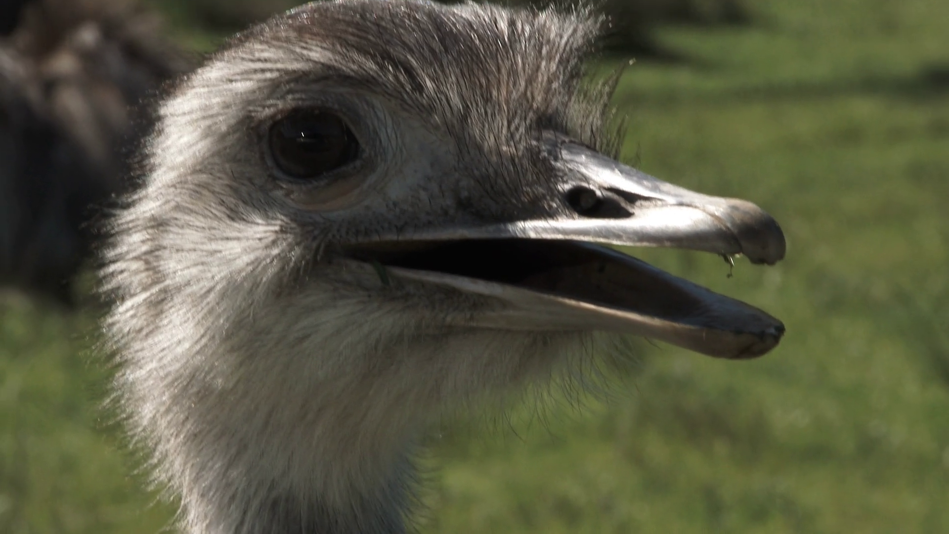 Funny Face Ostrich Close Up 2 Stock Video Footage - Storyblocks