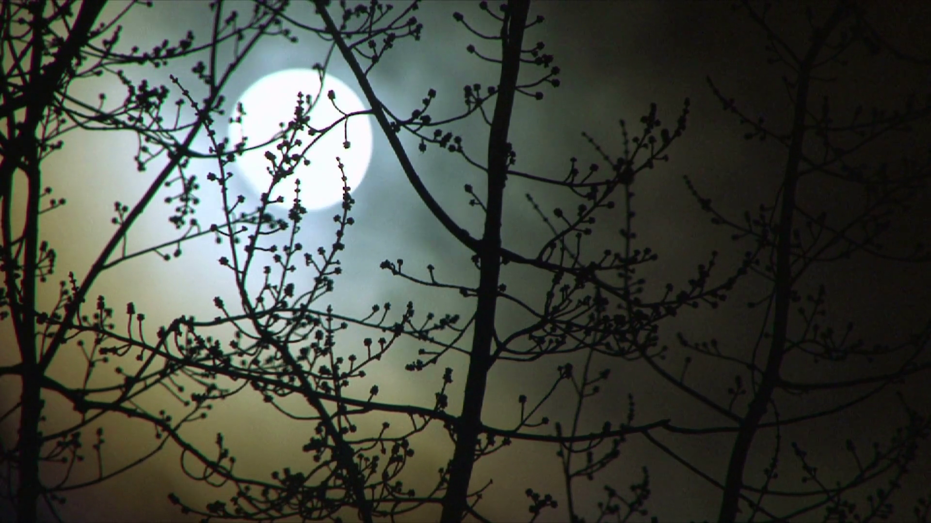 Glowing Night Full Moon And Tree Time Lapse Stock Video Footage ...