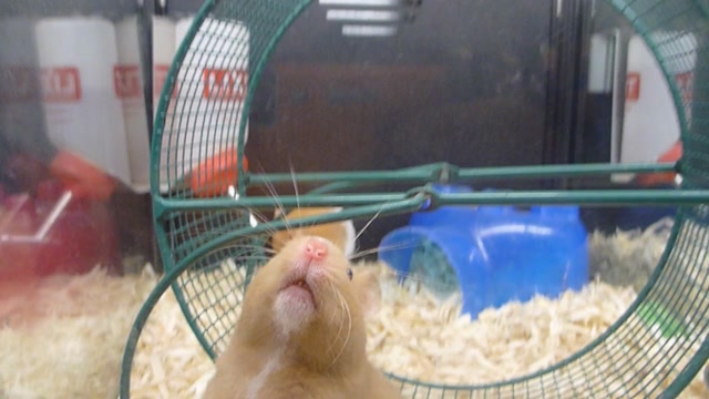 Animal Behavior Study Stock Footage: Royalty-Free Video Clips - Storyblocks