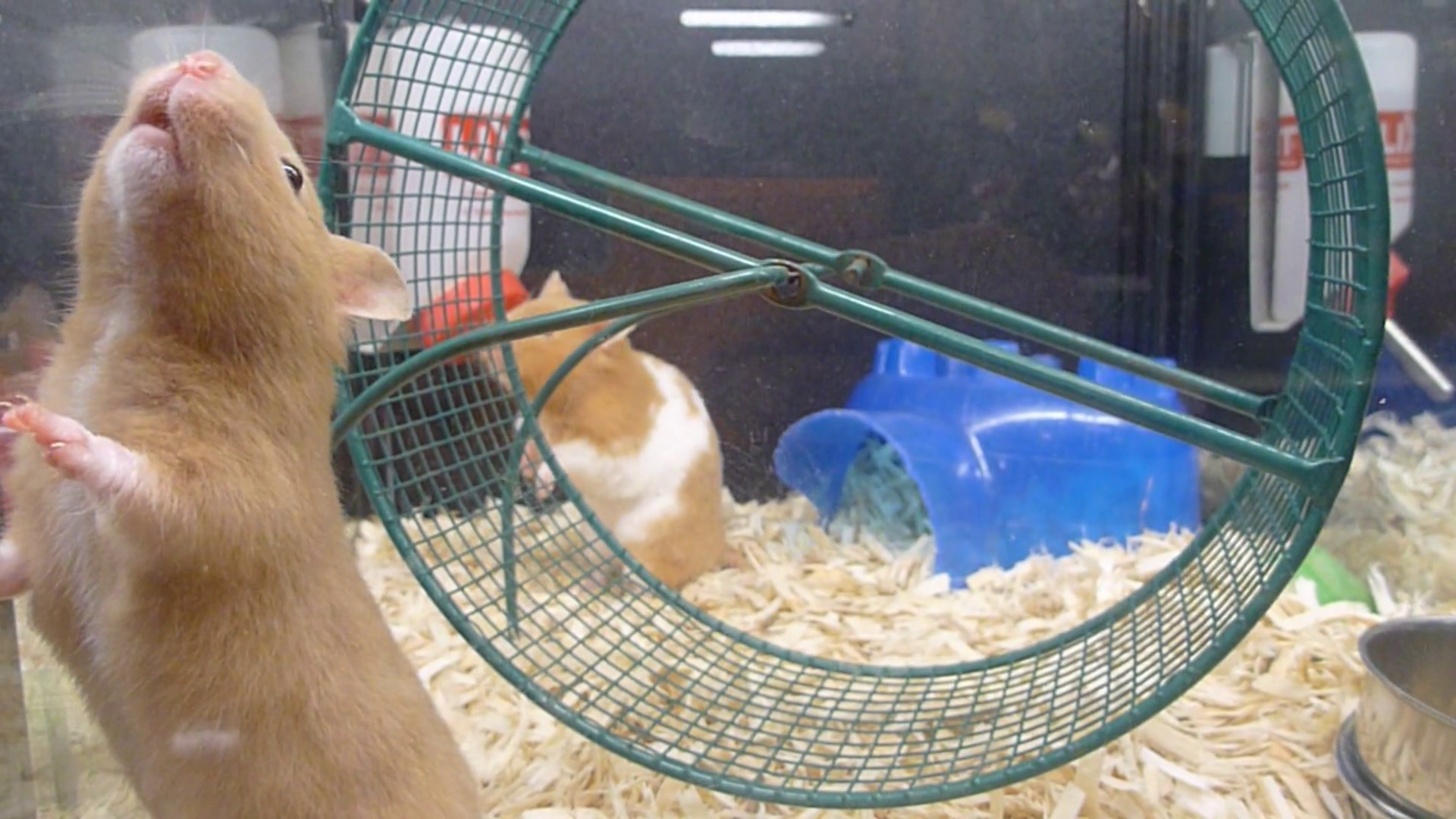 Hamsters In Cage With Running Wheel Stock Video Footage - Storyblocks