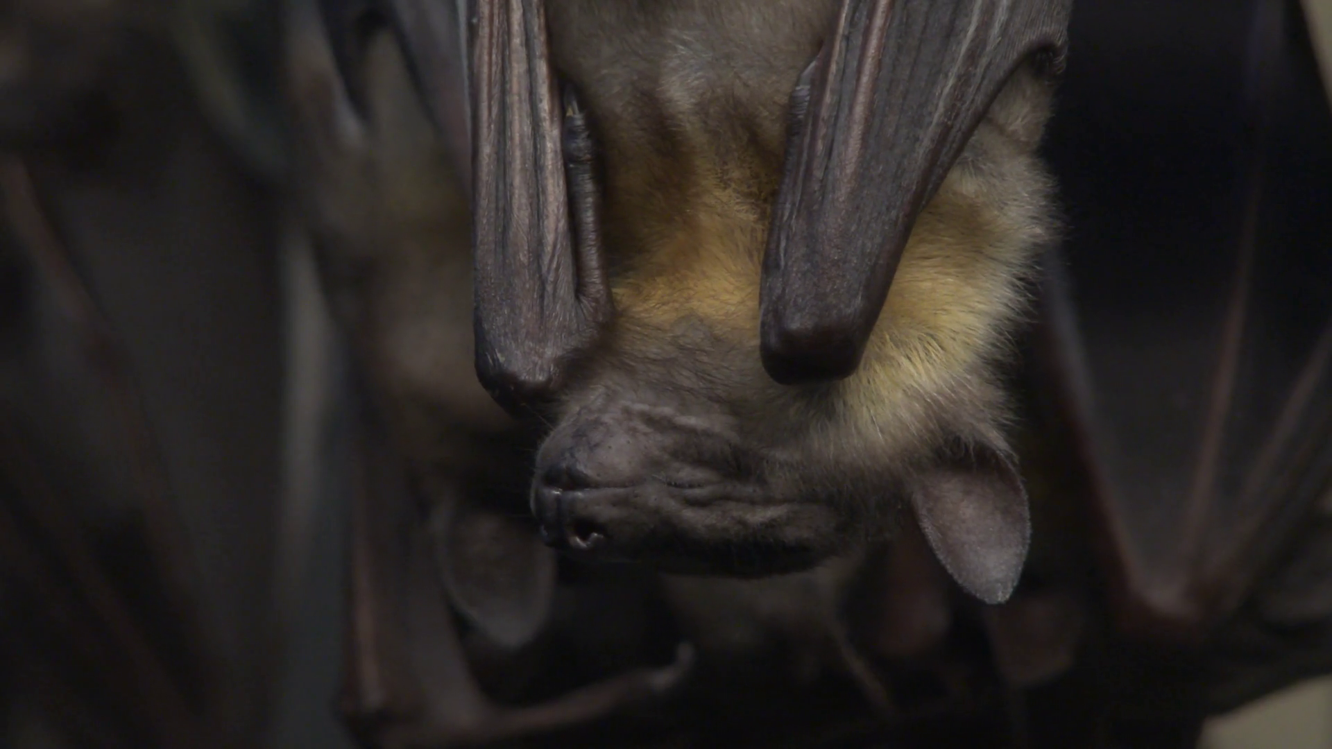 Hibernating Bats Close Up Stock Footage SBV-327496481 - Storyblocks