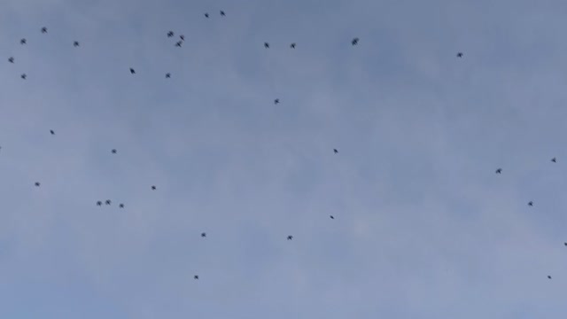 Big Flock Stock Footage: Royalty-Free Video Clips - Storyblocks