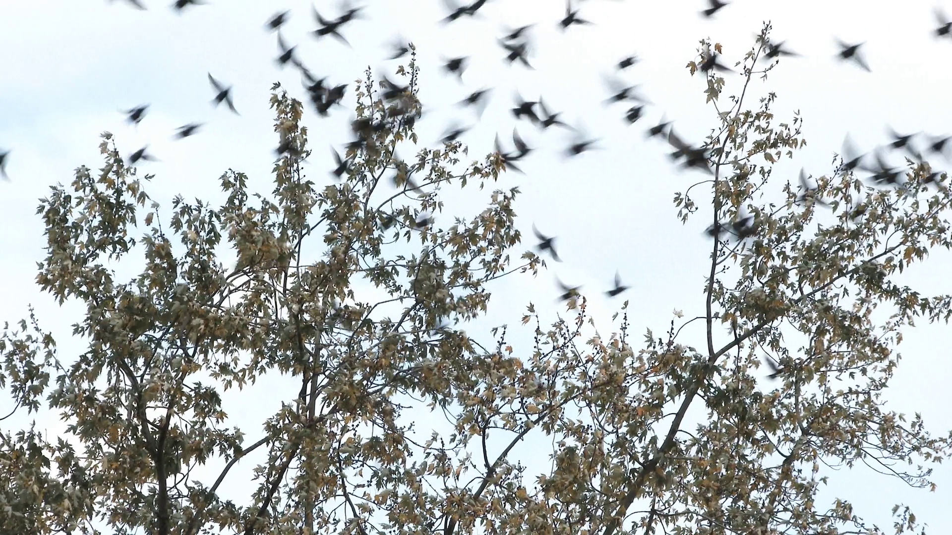 Hundreds Of Birds Flee From Tree Stock Video Footage - Storyblocks