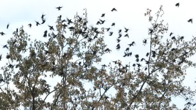 Birds Escaping Tree Stock Footage: Royalty-Free Video Clips - Storyblocks