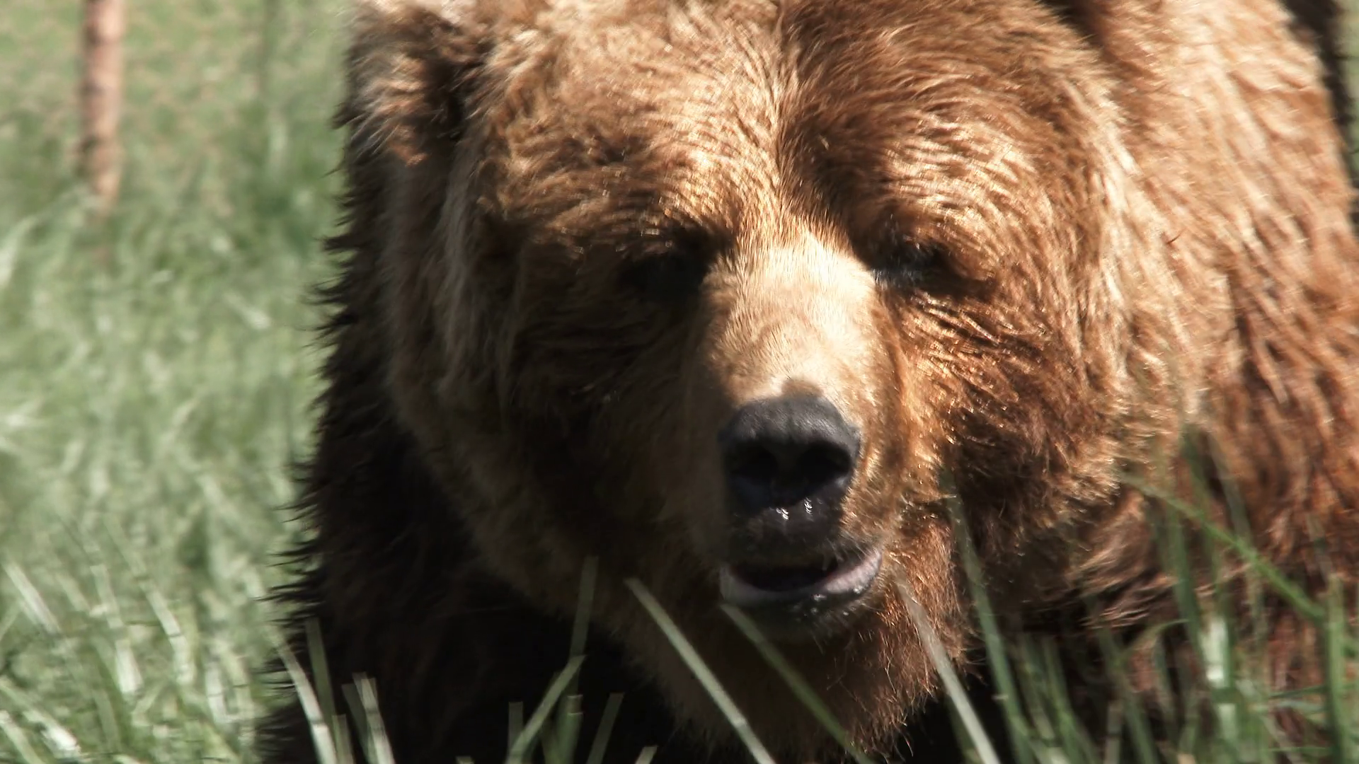Large Brown Bear Roaming Close Up Stock Video Footage - Storyblocks