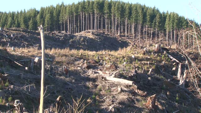 Oregon Deforestation Stock Footage: Royalty-Free Video Clips - Storyblocks