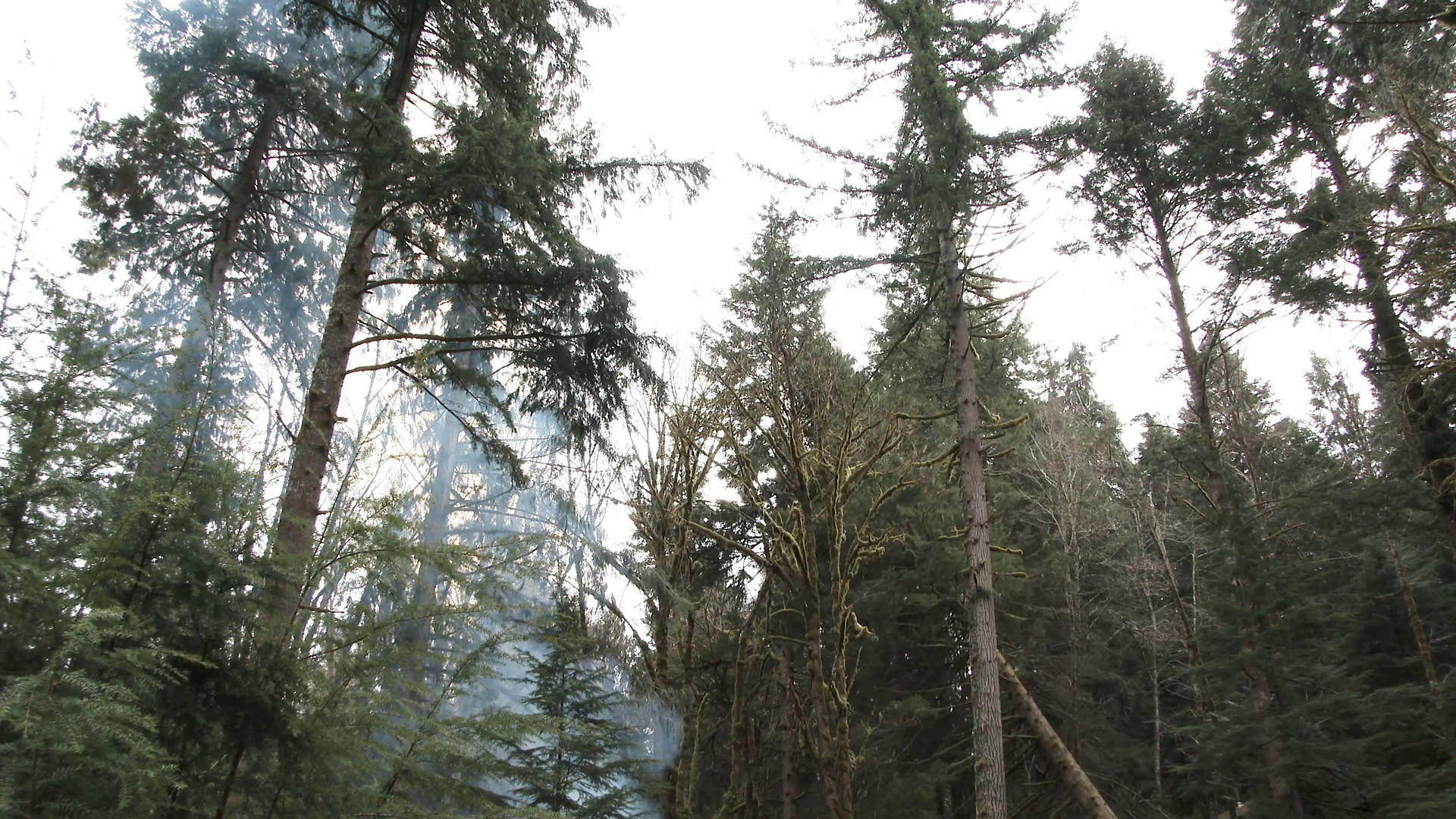 Large Tree Falling In Forest Stock Video Footage - Storyblocks