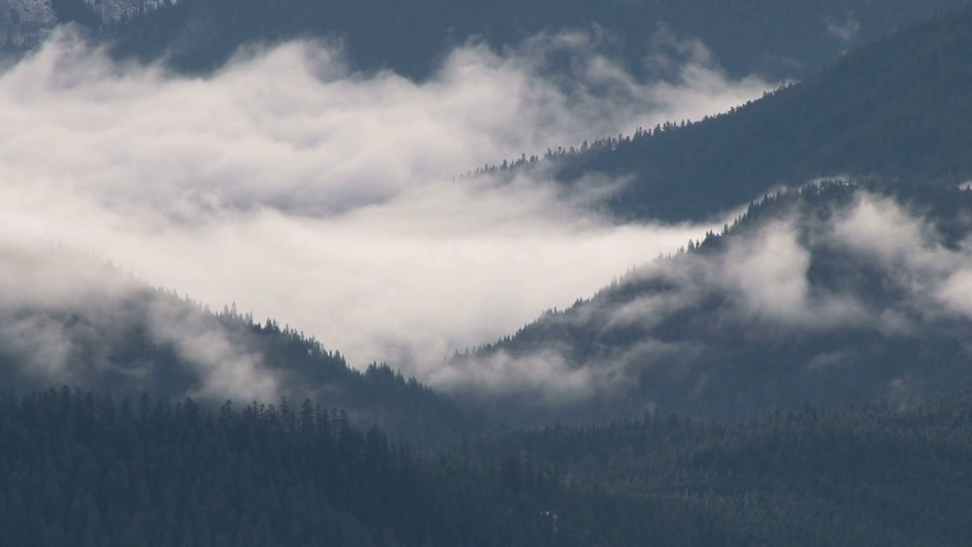 Mystic Forest Fog In Mountains Time Lapse Stock Footage SBV-327196901 ...