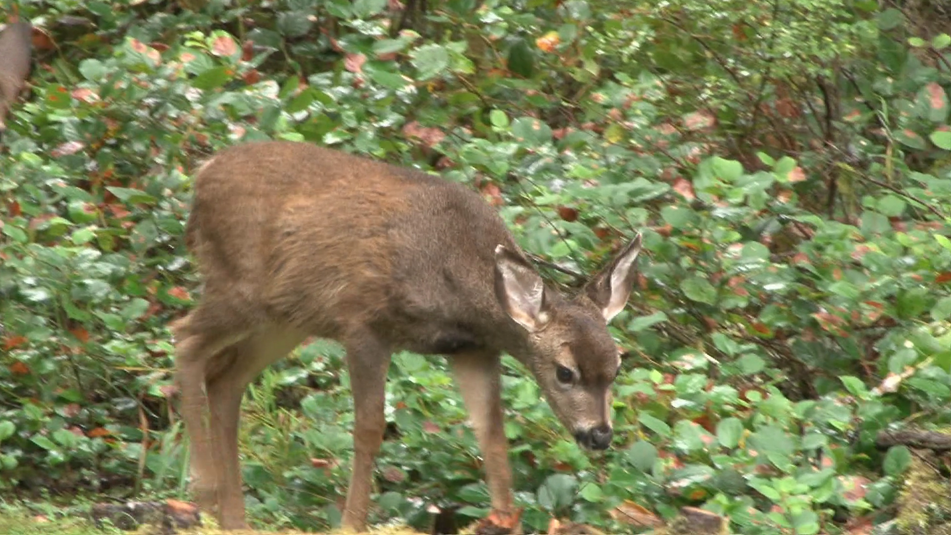 Oregon Deer In Forest Stock Video Footage - Storyblocks
