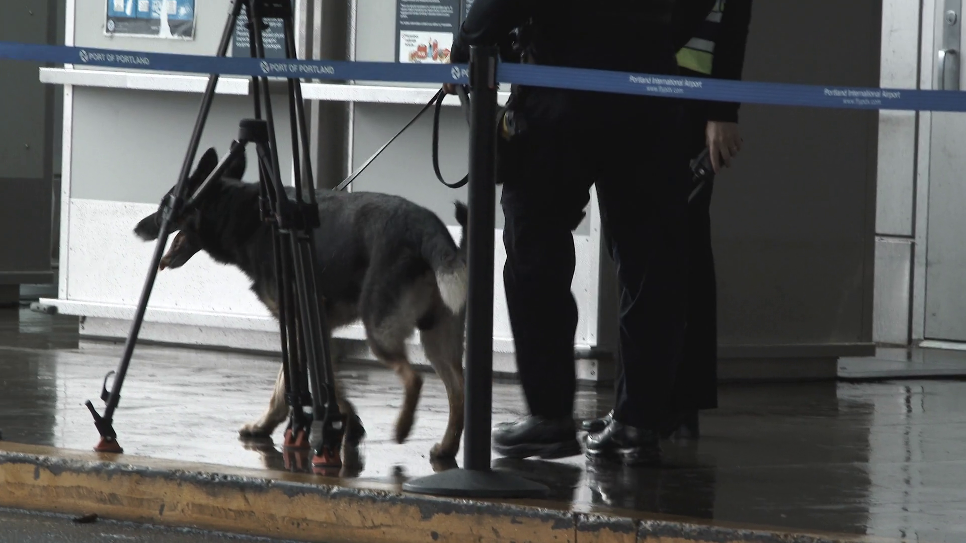 Police Dog Searching Explosives Stock Footage SBV-326907086 - Storyblocks