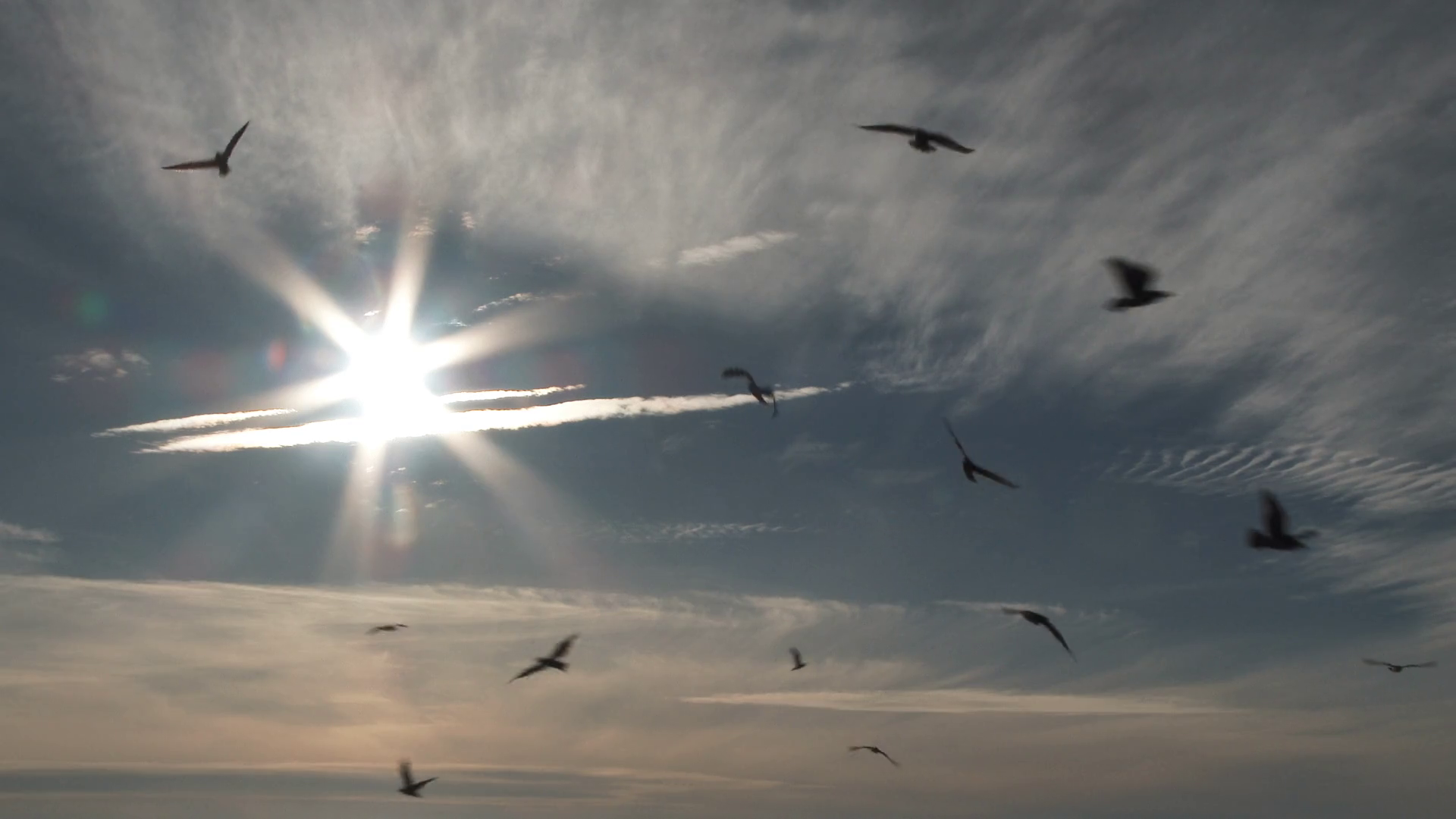 Several Birds Flying Through Sunny Sky With Sound Stock Video Footage ...