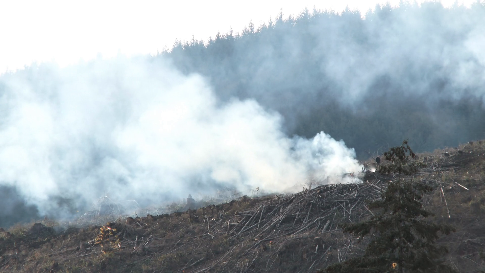 Slash Burning Clear Cut Forest Stock Footage SBV-329919704 - Storyblocks
