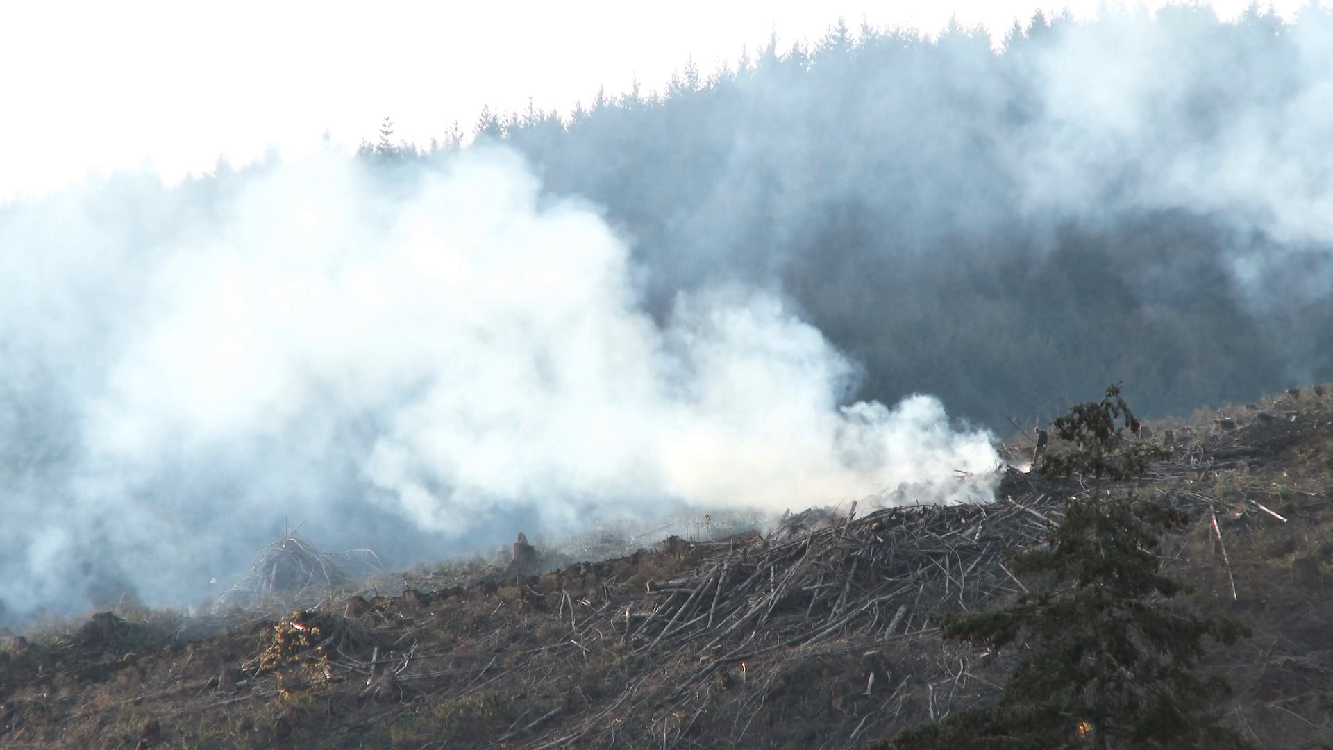 Slash Burning Clear Cut Forest Stock Video Footage - Storyblocks