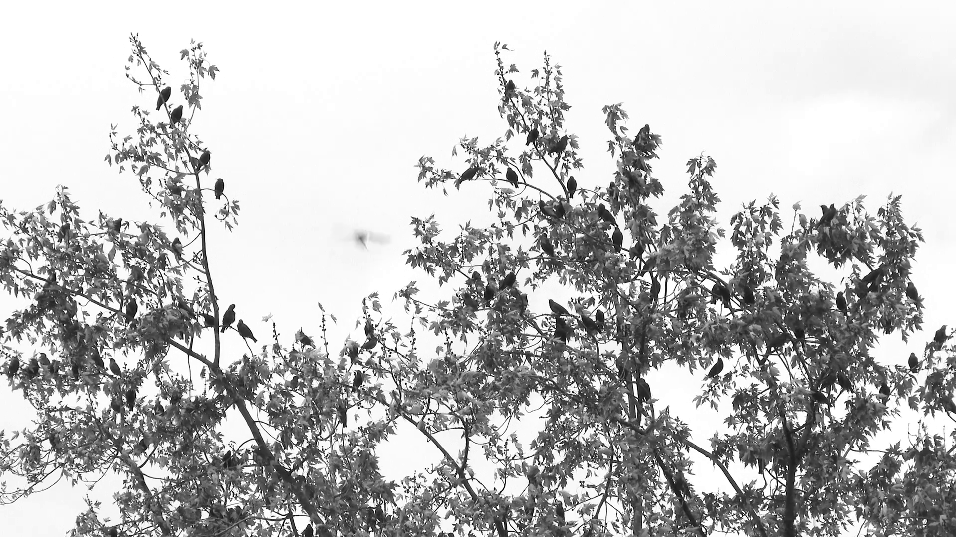 Spooky Tree Birds Flying Off Stock Footage SBV-329043048 - Storyblocks