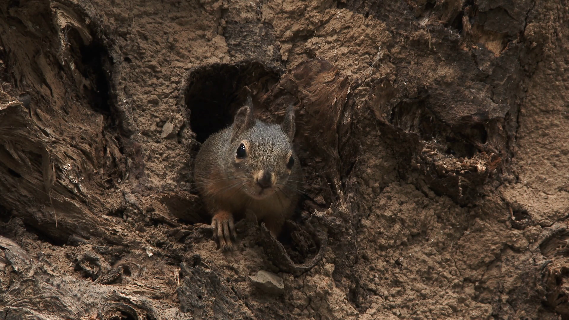 Squirrel Storing Food For The Season Stock Video Footage - Storyblocks