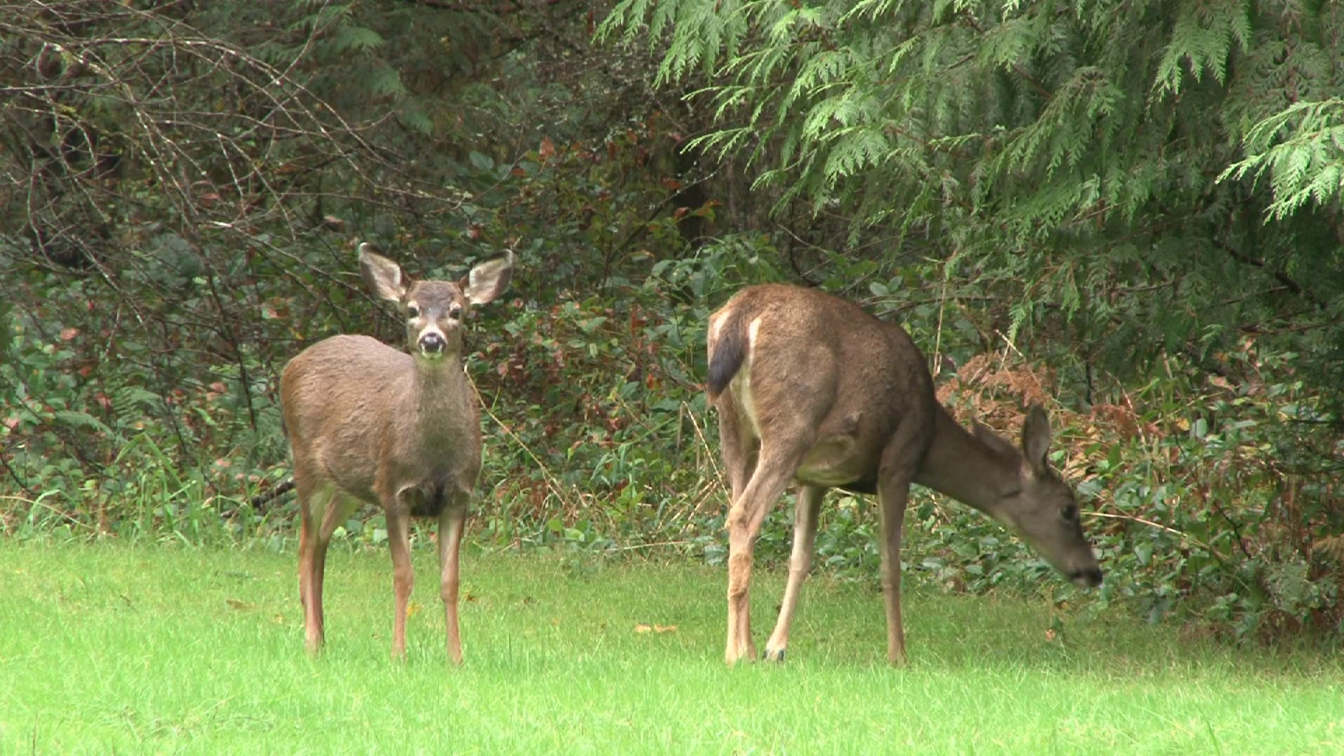 Two Deer In Forest Stock Footage SBV-327148472 - Storyblocks
