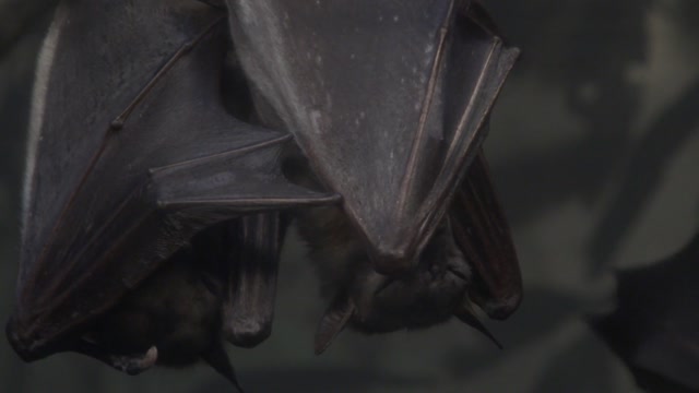 Hog Nosed Bat Stock Footage: Royalty-Free Video Clips - Storyblocks