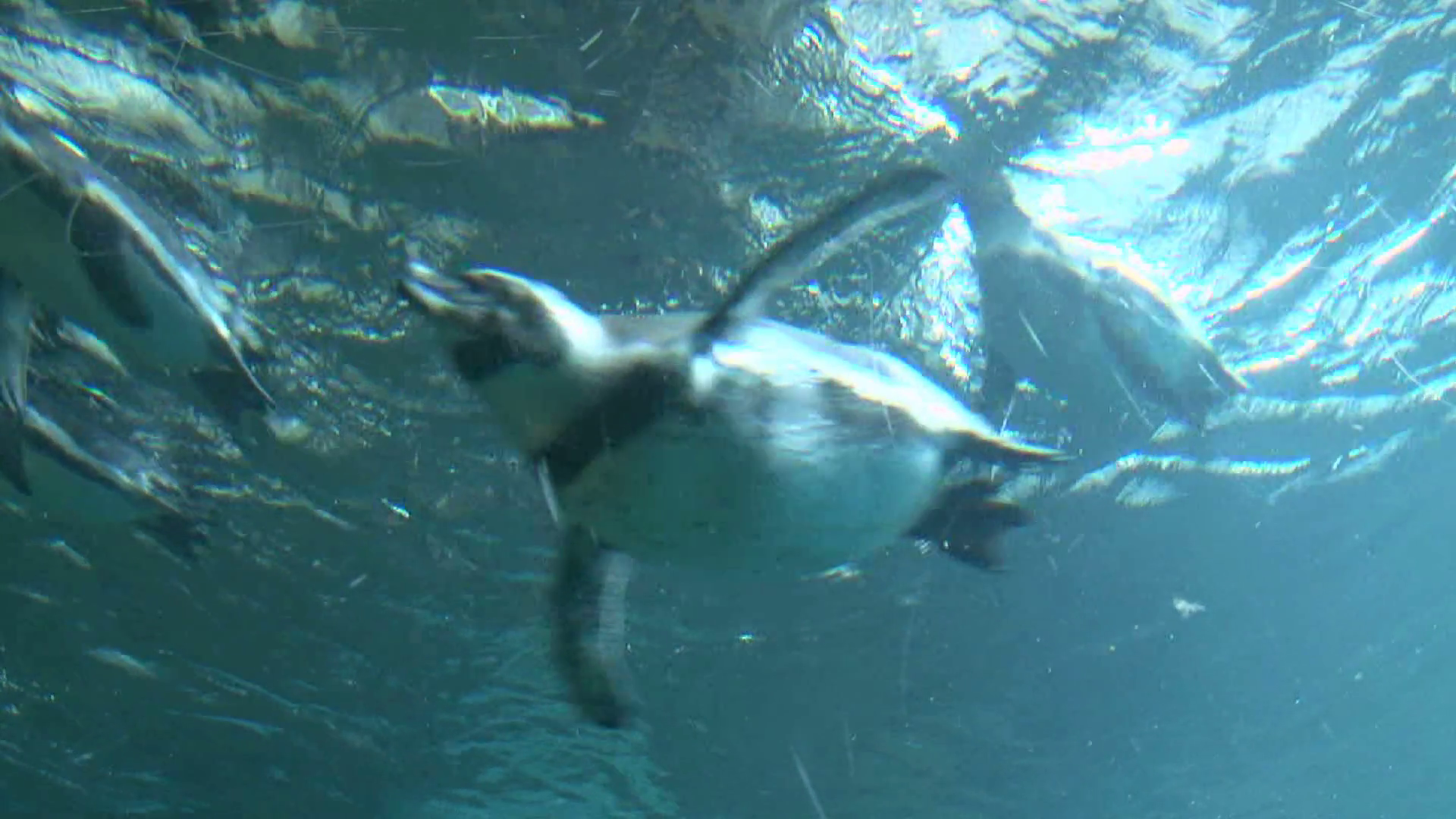 Underwater Penguins Swimming Stock Video Footage - Storyblocks