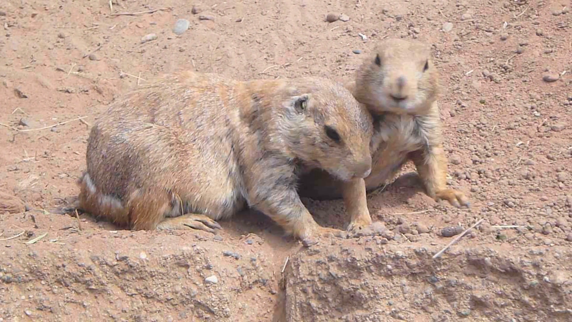 Wild Prairie Dogs Stock Video Footage - Storyblocks