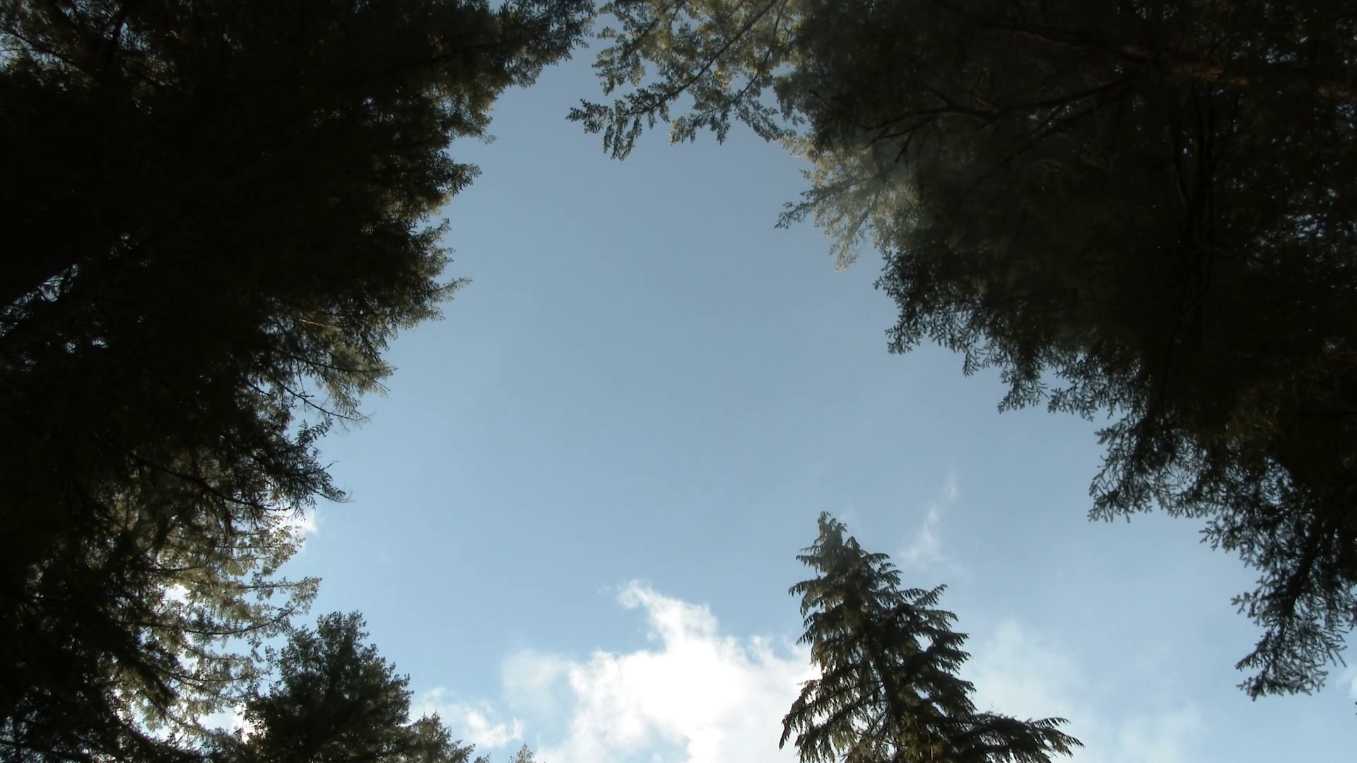 Window To Sky Through Forest Trees Stock Footage SBV-328022114 ...