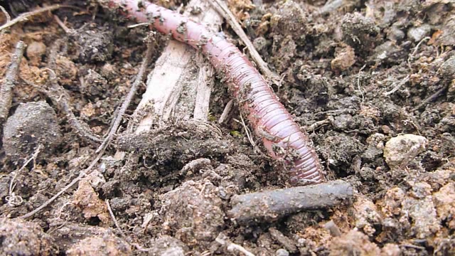 Earth Worm Stock Footage: Royalty-Free Video Clips - Storyblocks