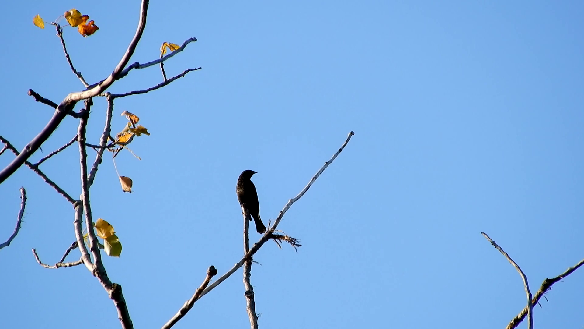 A Black Crow Stands On Perch Branch Atop Stock Footage SBV-347746356 ...