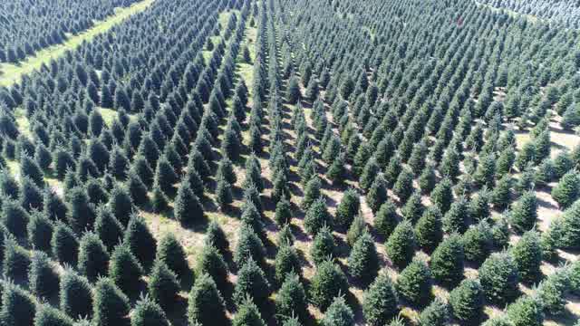 Christmas Tree Farm Stock Footage: Royalty-Free Video Clips - Storyblocks