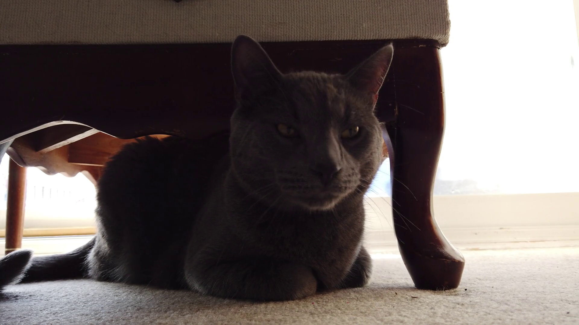 Underneath Chair Black Cat Looks Around With Stock Footage SBV ...