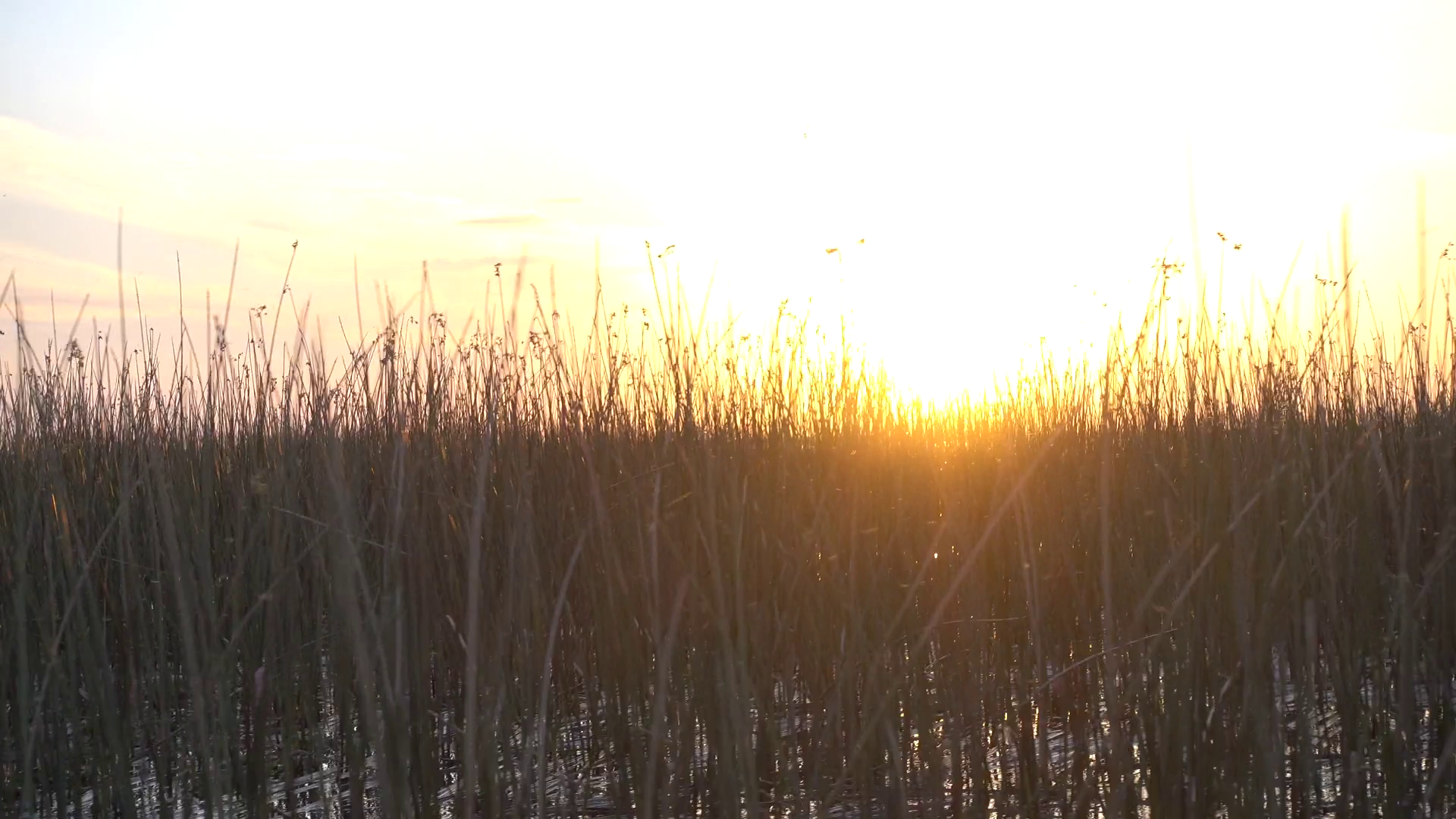 Boating Through Cattails Reeds In Florida's Stock Footage SBV-347719051 ...