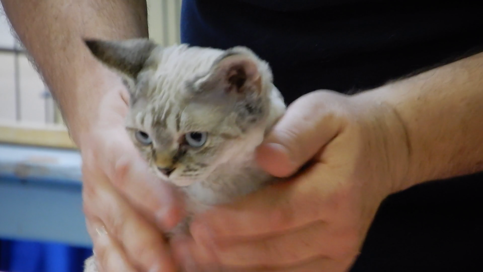 At Cat Show Devon Rex Gray Fluffy Cat Is Stock Footage SBV-347777010 ...