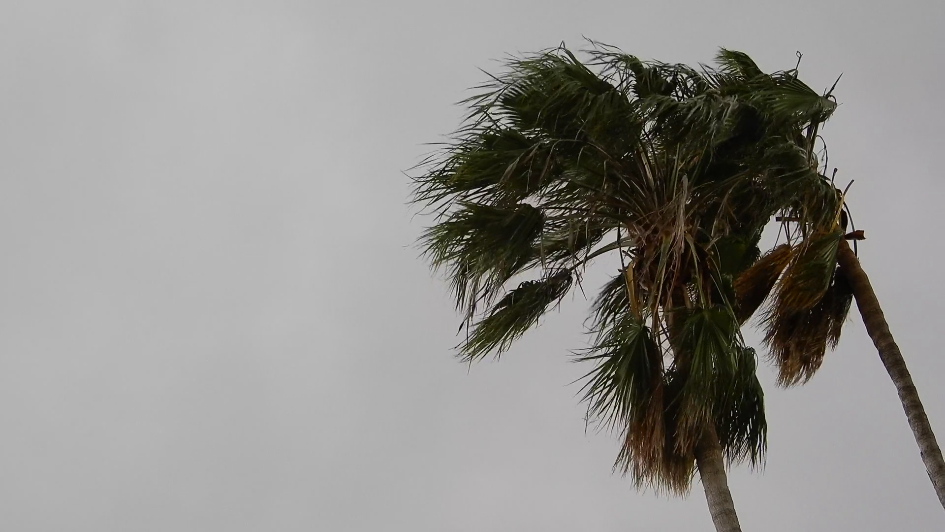 Palm Trees Sway Wildly In Strong Wind During Stock Footage SBV ...