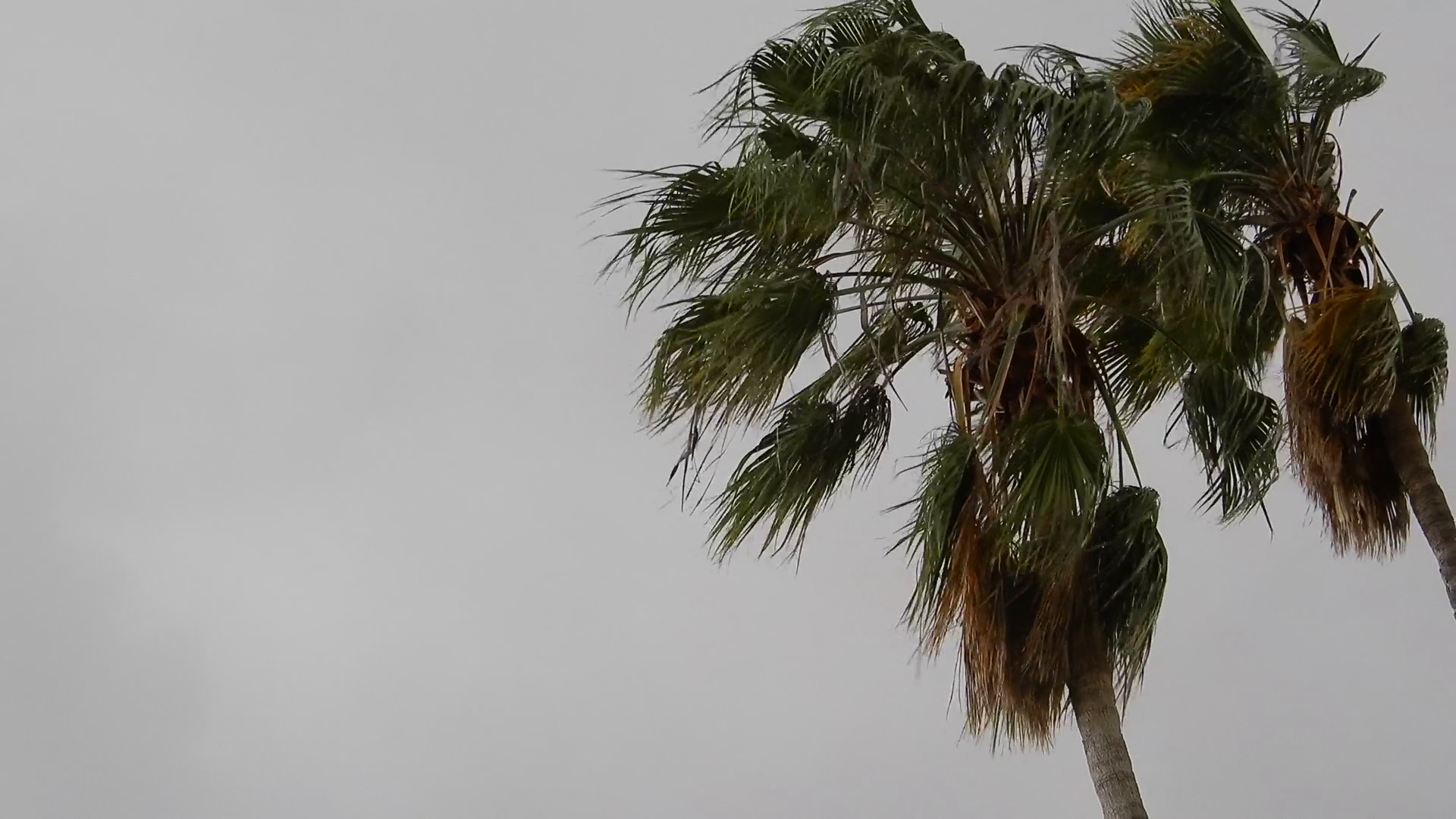 Palm Trees Are Shown Blowing In Windy Stock Footage SBV-347763387 ...