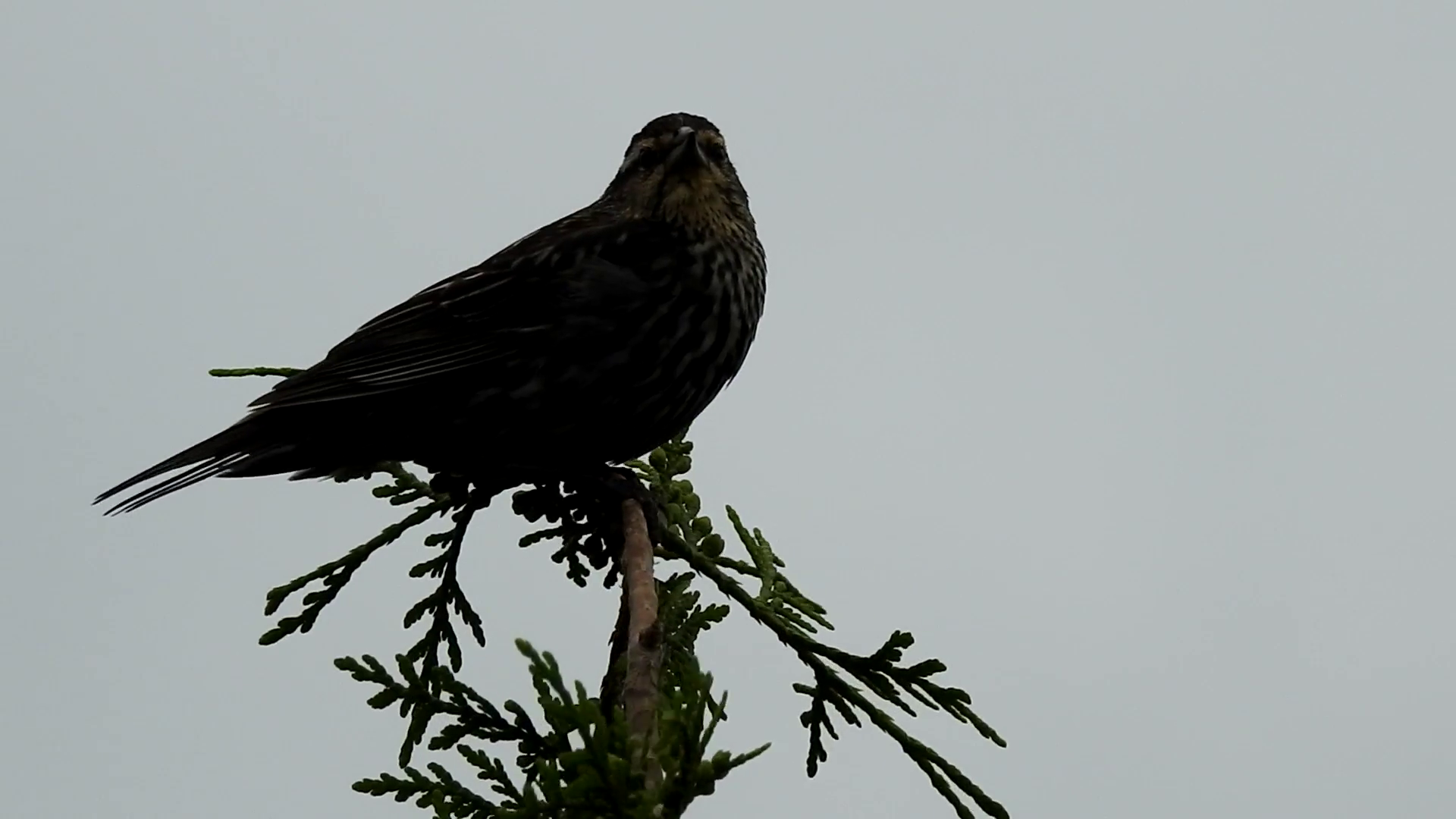 A Wandering Tattler Bird Chirps Perched In Stock Footage SBV-347664725 ...