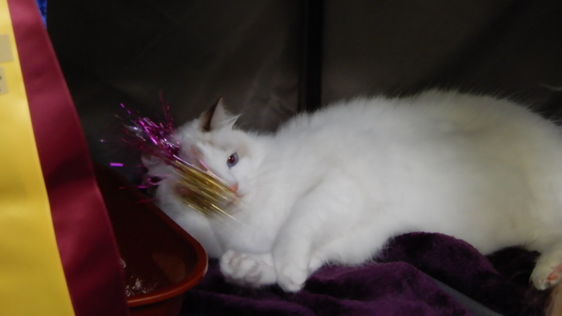 A White Cat Plays With Cat Toy Laying Down Stock Footage SBV-347749768 ...