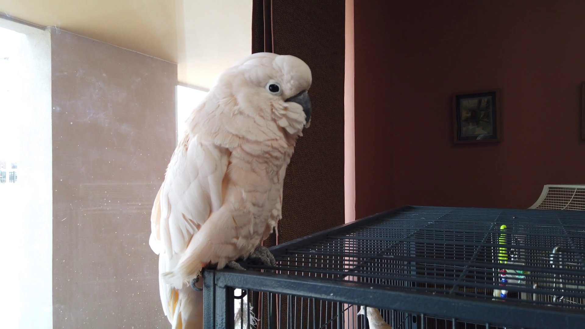 A White Cockatoo Is Blinking Perched On Cage Stock Footage SBV ...