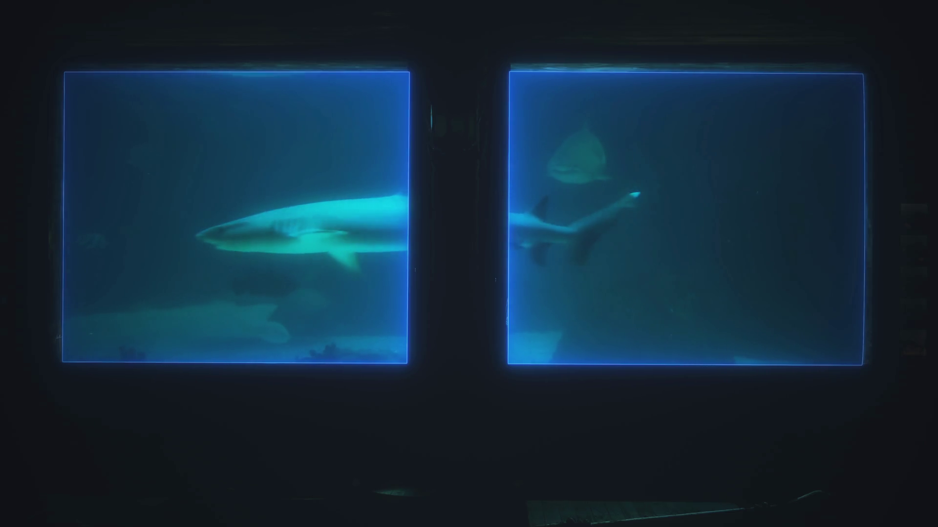 Shark Tank Building Interior Window View Stock Footage SBV-352434472 ...