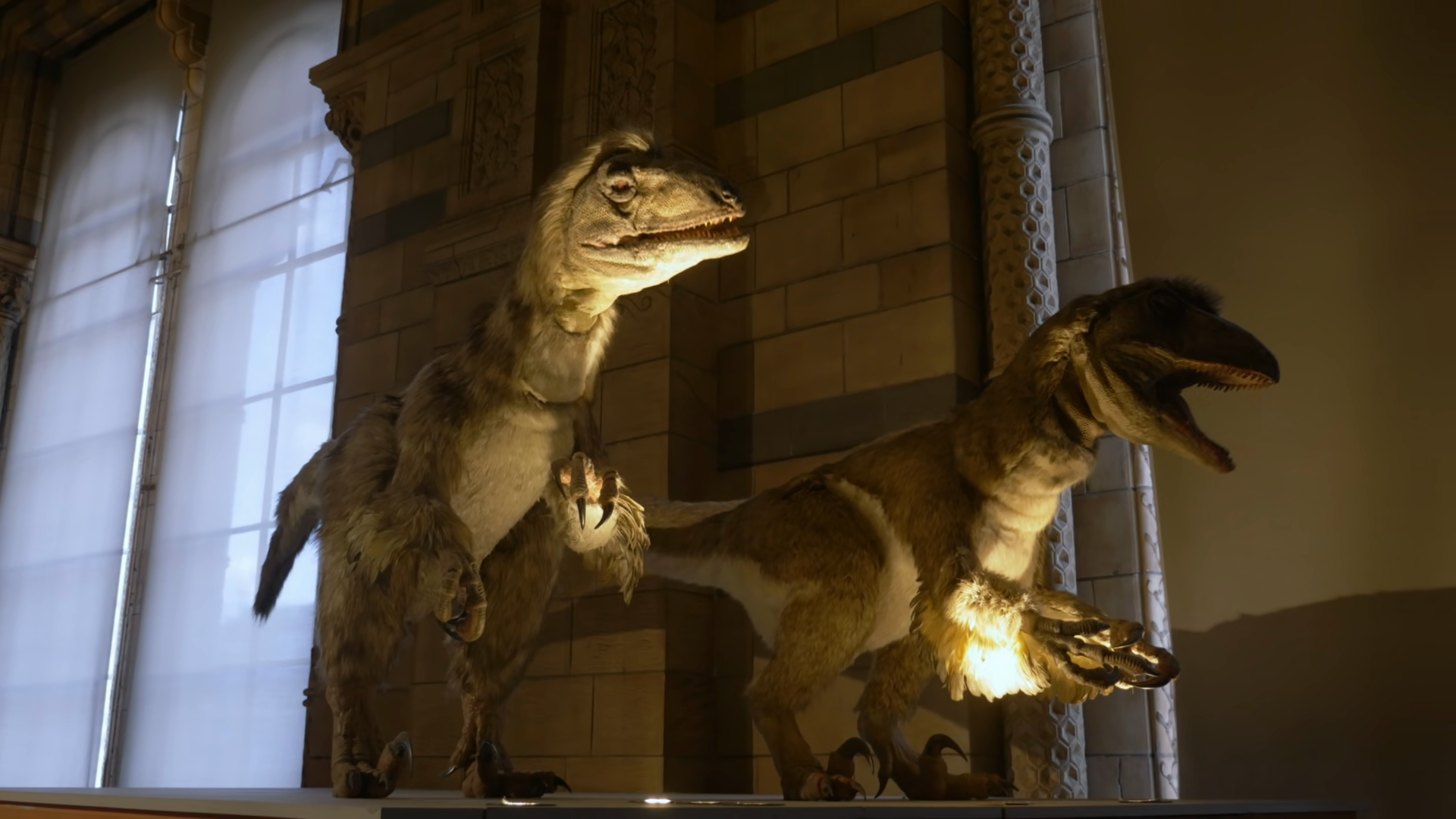 Dinosaur Models In Natural History Museum Stock Footage SBV-353734636 ...