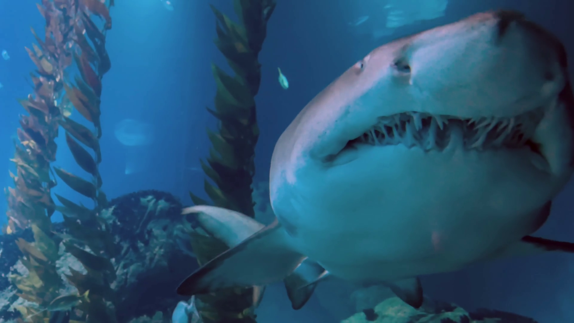 Shark Jaw Close Up Fish Tank Tracking Shot Stock Footage SBV-352270041 ...