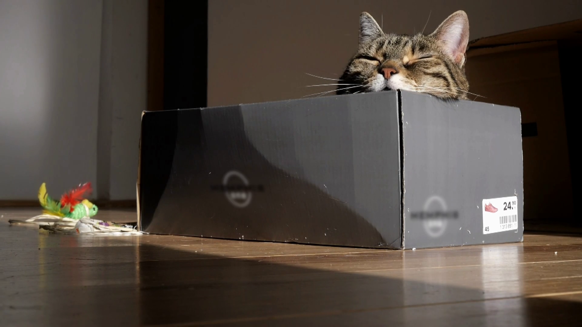 Cute Cat Inside Shoe Box Stock Footage SBV-351996506 - Storyblocks