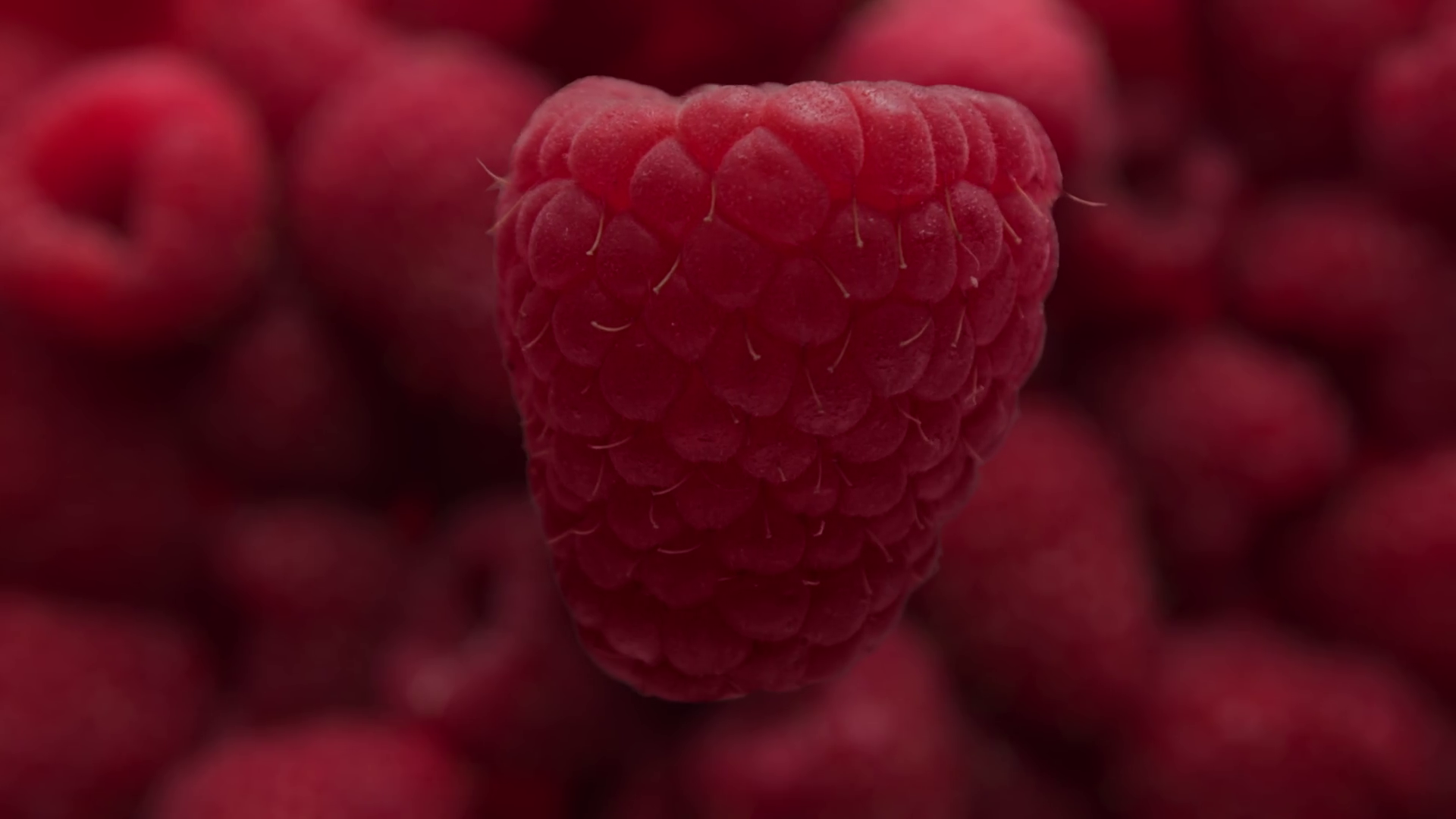 Slow motion of falling raspberry top view. One raspberry falling ...