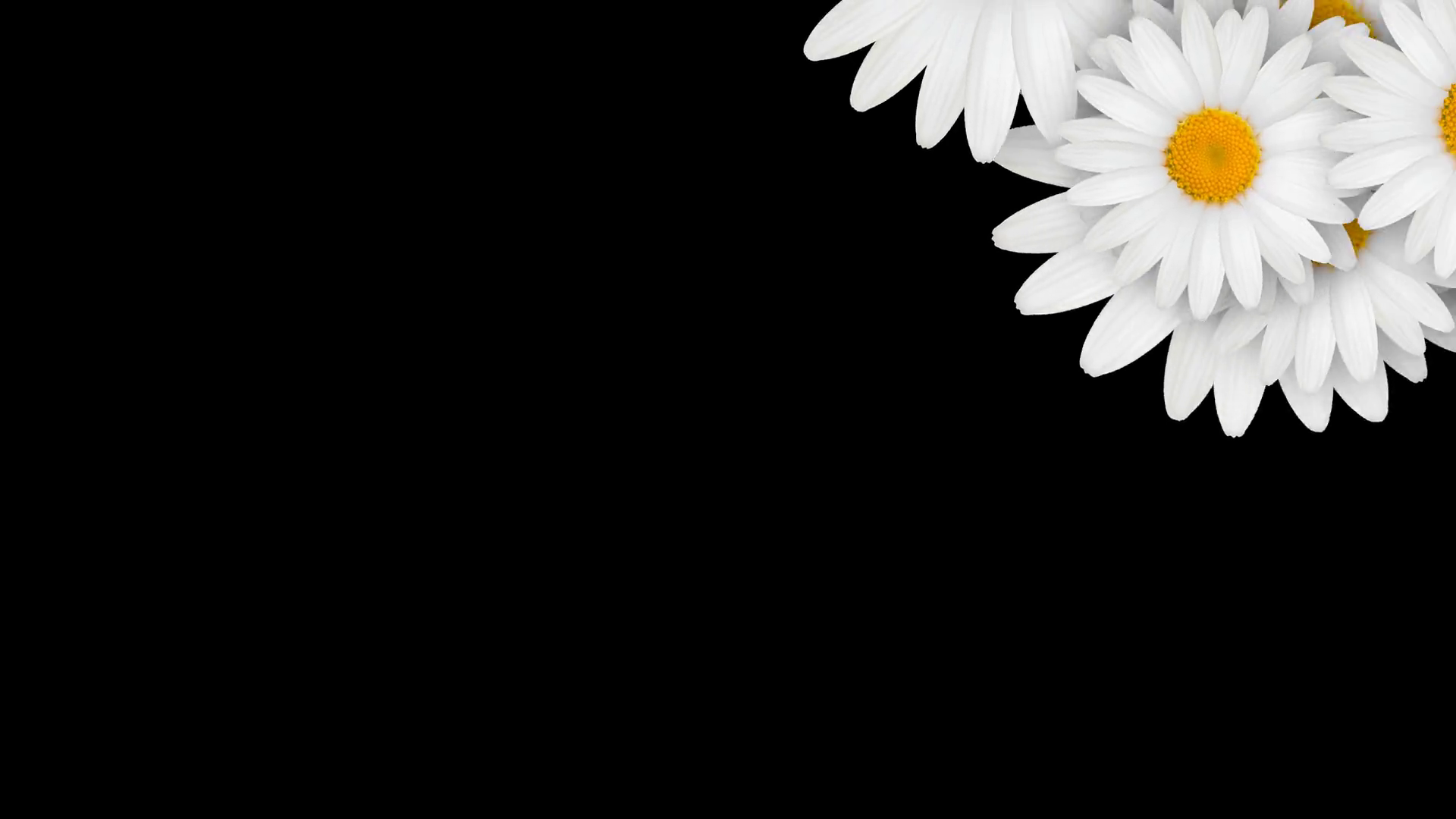 Flowers Transition 4k Alpha Stock Motion Graphics SBV-347623191 ...