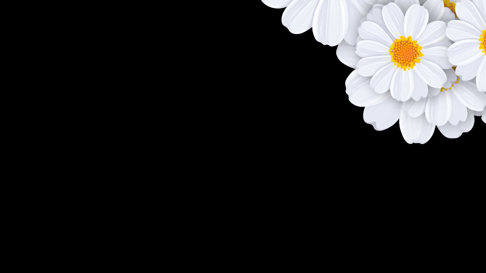 Flowers Transition 4k Alpha Stock Motion Graphics SBV-347623174 ...