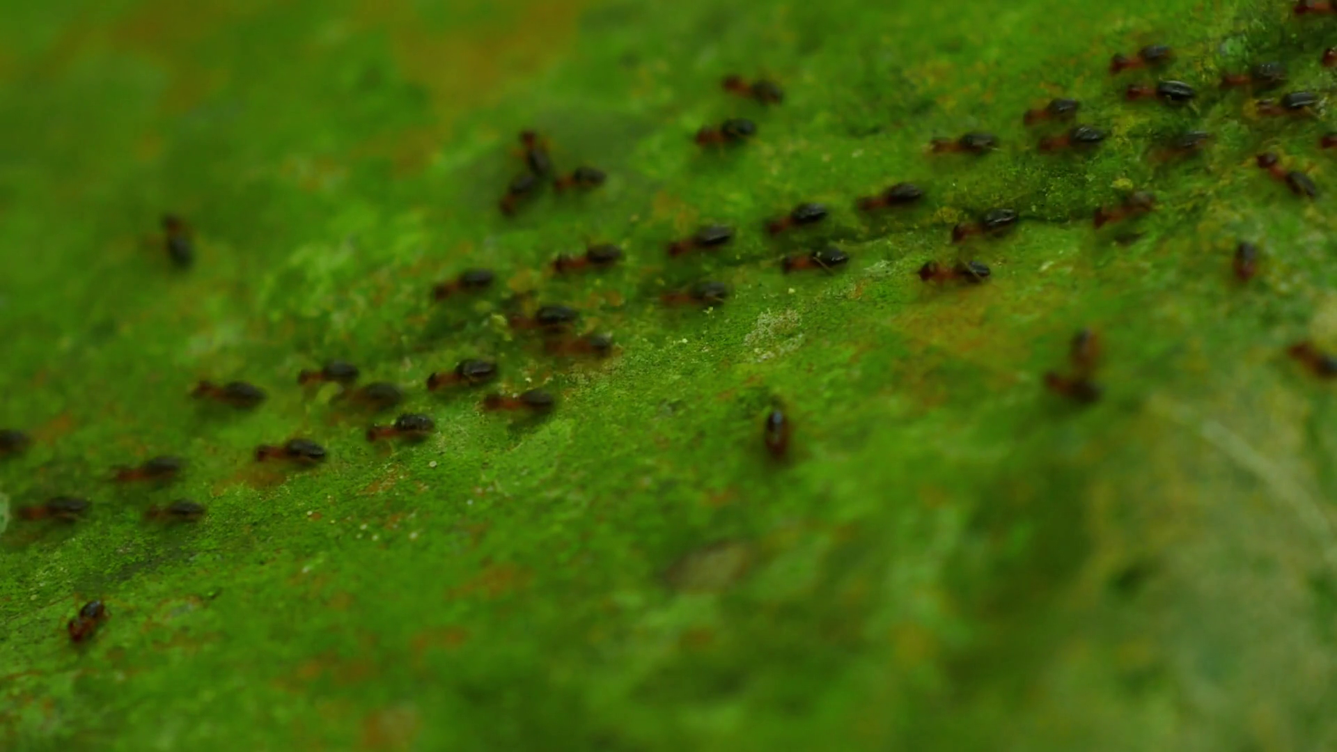 Infestation Of Tiny Insects Crawling On Stock Footage SBV-353041155 ...
