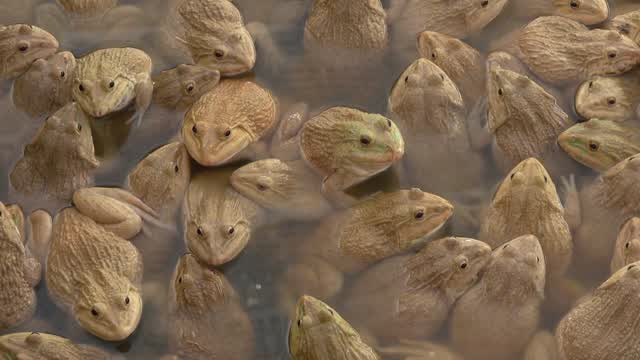 Animal Gathering Stock Footage: Royalty-Free Video Clips - Storyblocks