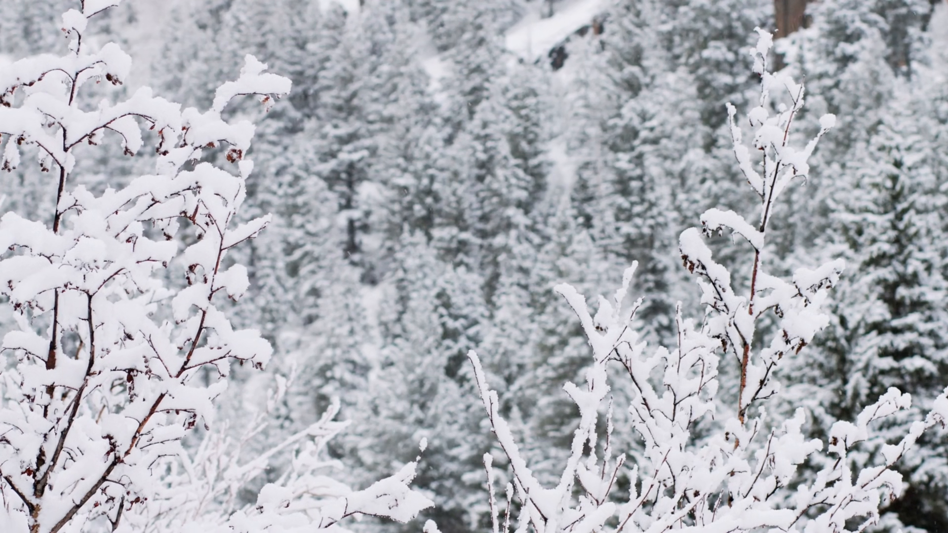 Snow Falling On Trees In Forest During Stock Footage SBV-353606191 ...