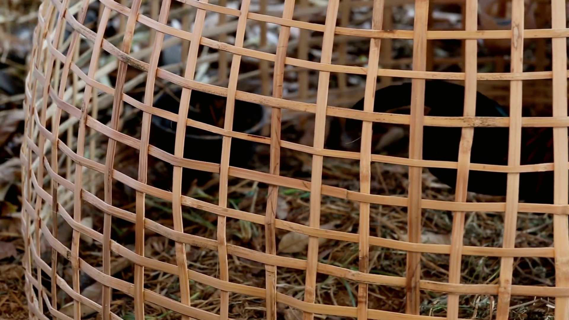 Chicken Inside Traditional Woven Bamboo Coop Stock Footage SBV ...